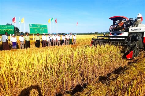 သံတွဲမြို့နယ်တွင် ၂၀၂၃ ခုနှစ် မိုးစပါး စံကွက်ဒသမ ၁၀ ဧက ရိတ်သိမ်းပွဲ ကျင်းပ Information And