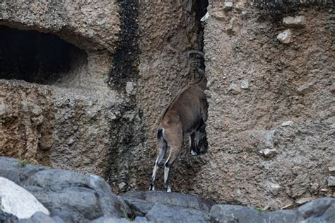 Rusa Yang Menakjubkan Adalah Searcing Untuk Beberapa Makanan Di Sabana