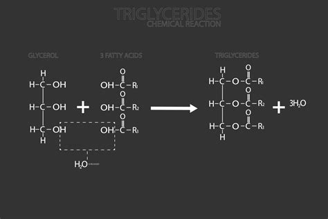 Triglycerides Molecular Skeletal Chemical Formula 40476433 Vector Art At Vecteezy