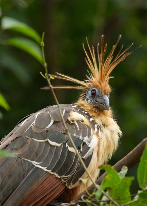 Young Hoatzin