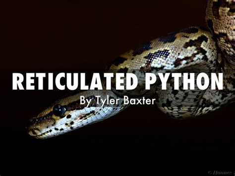 Reticulated Python By Meghan Smits