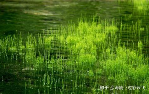 春望 唐 杜甫 五言律诗 知乎