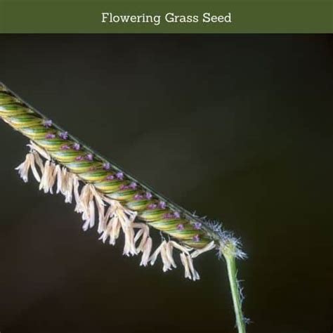 Where Does Grass Seed Come From Lawn Liberty