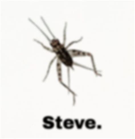 Pin By Lux On 𝚊 𝚗 𝚒 𝚖 𝚊 𝚒 𝚜 ｡ﾟ‧₊˚ Cool Bugs Cool Names Funny Memes