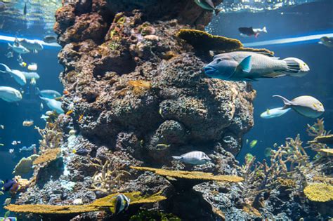 해양 생물은 수중 환경에서 산호와 바다 물고기로 구성되어 있습니다 수족관에 대한 스톡 사진 및 기타 이미지 수족관 싱가포르 바다 Istock