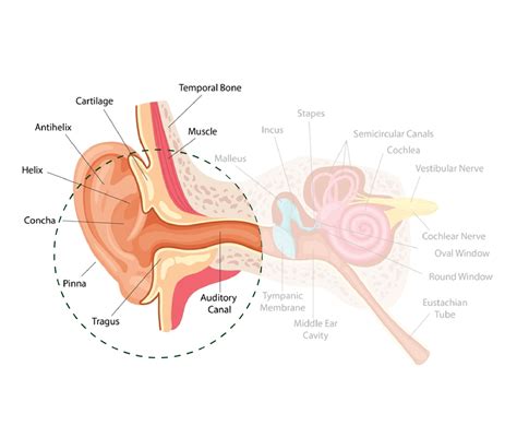 External Ear Anatomy Concha