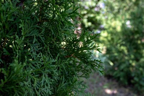 How Long Does A Cedar Tree Live