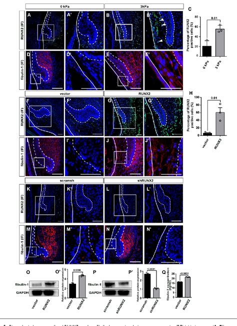 Figure 3 From Fibulin 1 Regulates Initiation Of Successional Dental Lamina Semantic Scholar