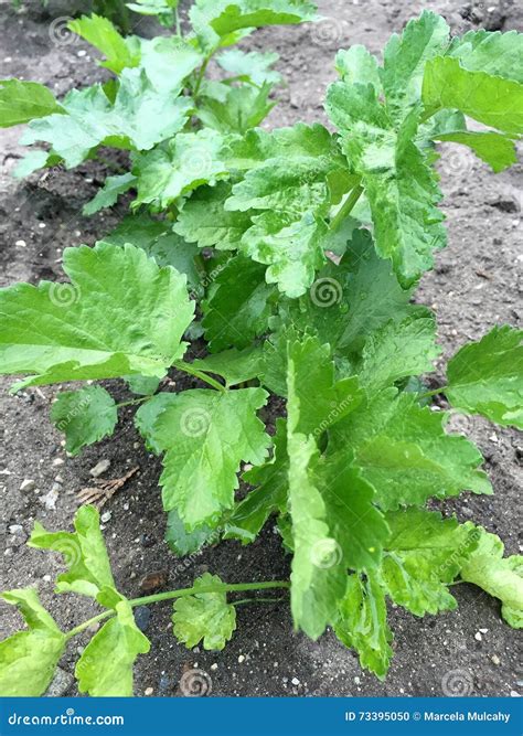 Dry Cow Parsnip Plant On Field In Early Spring Stock Image 69600223