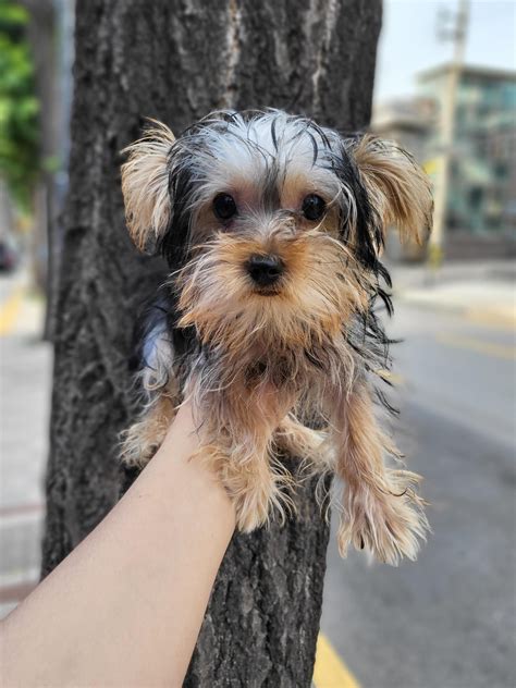 요크셔테리어요크 강아지책임분양 강아지분양 고양이분양 컴투펫 시츄 셔틀랜드쉽독 말티푸 미니핀 치와와 요크셔테리어 포메라니안 말티즈 분양