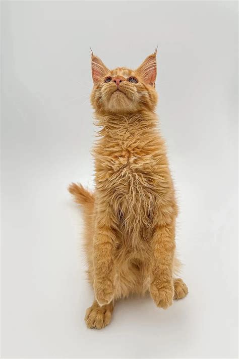 Adopt Duke The Maine Coon Kitten Today Purebred Kitties