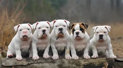 세상에서 가장 귀여운 잉글리시 불독