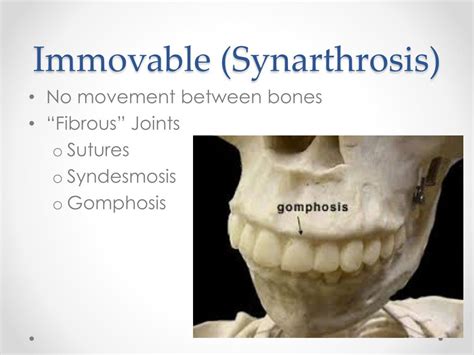 Ppt Joints Of The Human Body Powerpoint Presentation Free Download Id 2172471