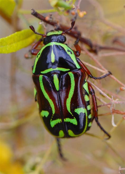 Insect Beetle Green Meet The Beetle Threatening Washingtons Cherries