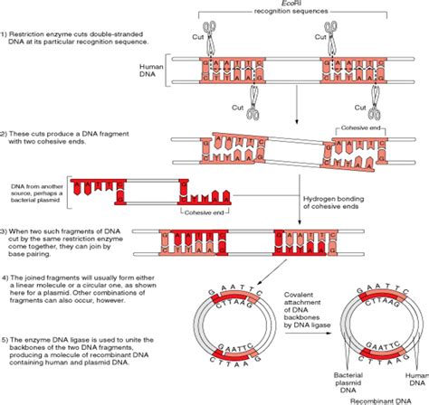 Chap 3 Recombinant DNA Technology Diagram Quizlet