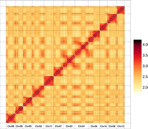 Hi C Scaffolding Of The Xyxz Genome Hi C Interaction Matrices Show The Download Scientific