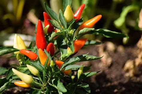 19 Vegetables That Grow Above Ground With Pics Learn Along With Me