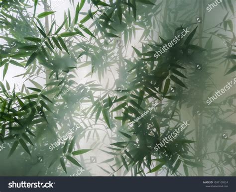 Tree Behind Glass Stock Photos Images Photography Shutterstock