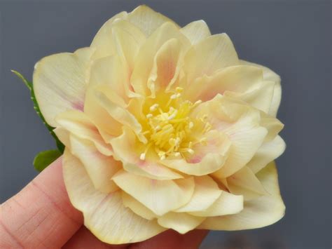 Yahoo オークション 101 Ddいろは 開花株 クリスマスローズ 大木ナ