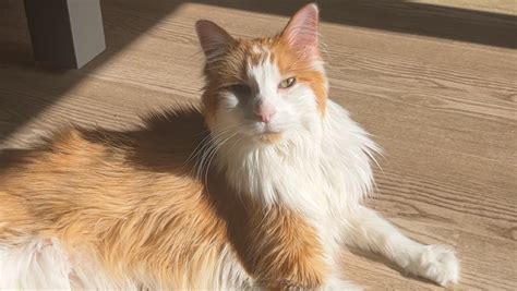 Fundraiser By Rachel Joy Help Nimmy Get Life Saving Medical Care