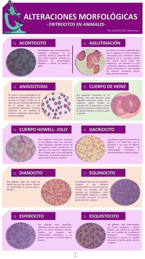 Alteraciones Eritrocitarias Parte 2 🩸 Medicina Veterinaria