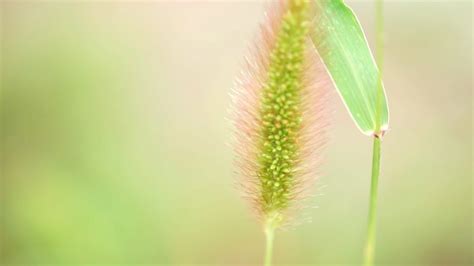 [식물]강아지풀 식물 생물종 Bric