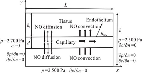 Schematic Diagram Of Computational Domain And Boundary Conditions Download Scientific Diagram