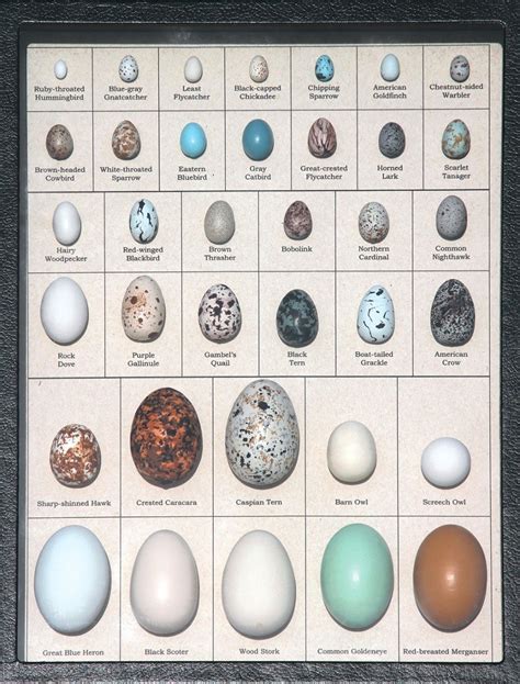 Identifying Bird Eggs Chart