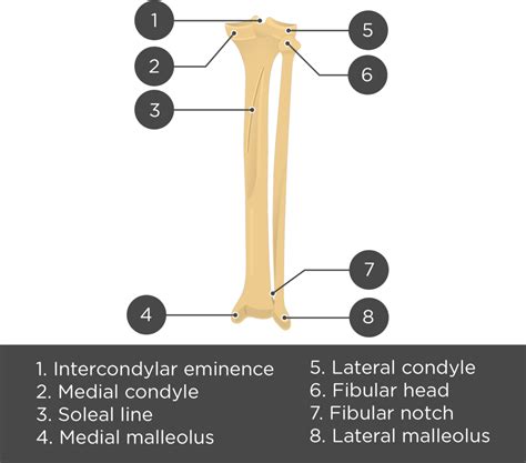 Tibia Anterior Crest Tibia Anterior Crest