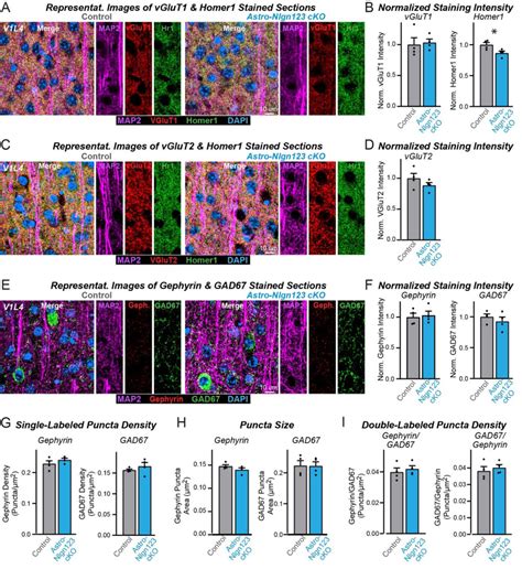 Conditional Deletion Of Nlgn1 3 In Astrocytes Starting At P1 Does Not Alter Download