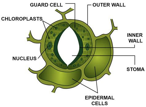 Model Question Paper Model Question Paper 2 Selina Solutions Concise Biology Class 10 Icse