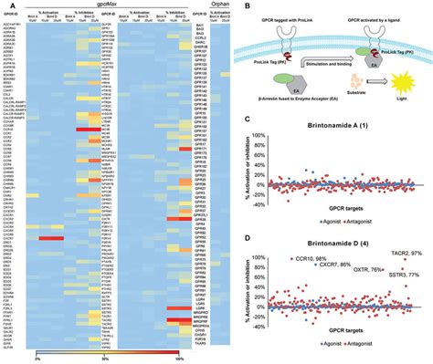 Gpcr Profiling Of Brintonamides A And D 1 And 4 Using Cell Based