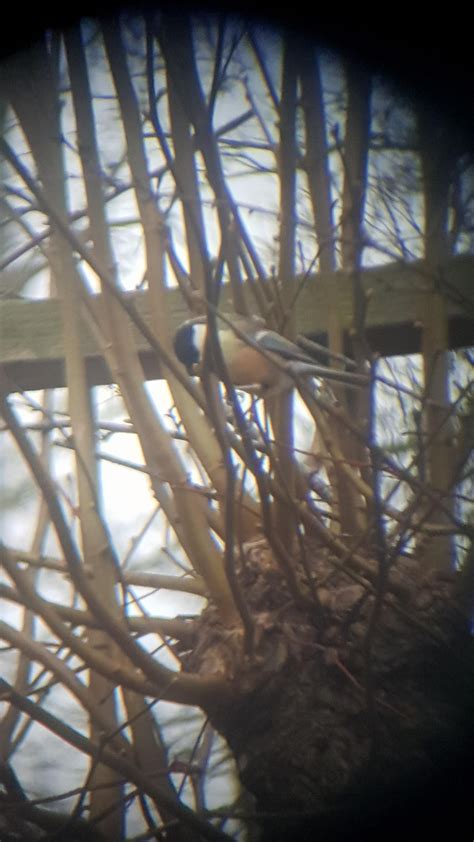 Great Titmouse Colour Mutation Rornithology