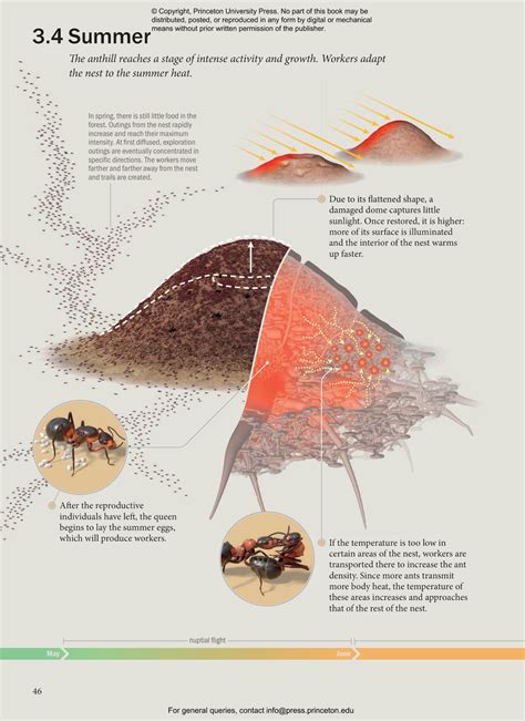 The Ant Collective Veldshop