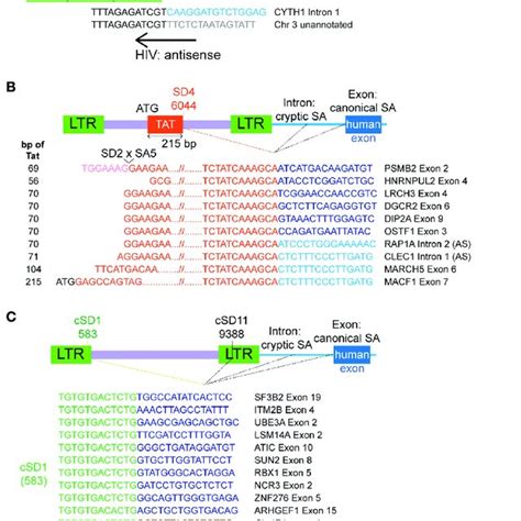 Summary Of Reads From Primary Cell Model Of Hiv 1 Latency A