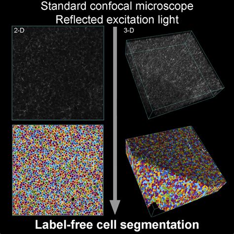 Label Free Cell Segmentation Of Diverse Lymphoid Tissues In 2d And 3d Cell Reports Methods