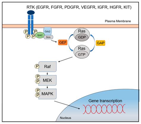 Mapk Signaling Pathway Cancer At Callum Winter Irving Blog