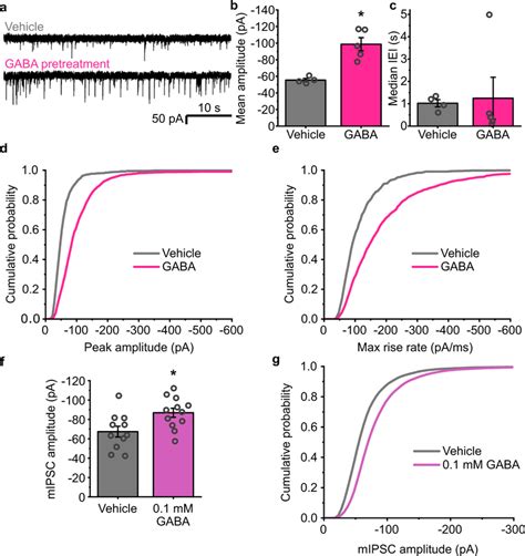 Gaba Causes A Long Term Increase In Inhibitory Synapse Efficacy A