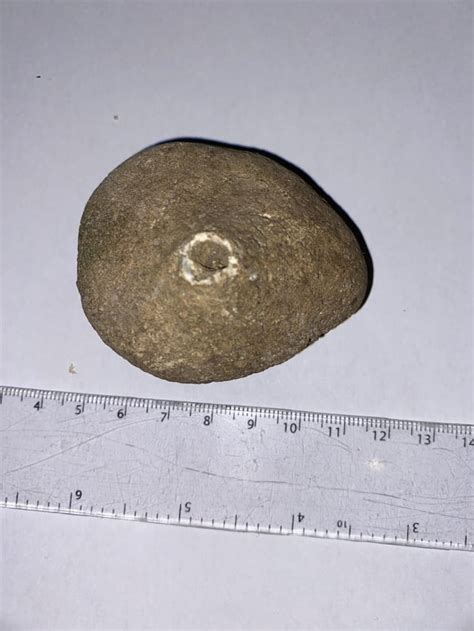 Fossil Sponge R Fossilid