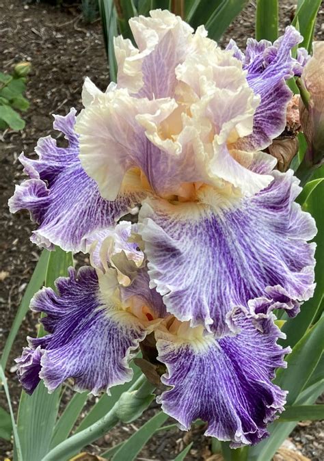 Tall Bearded Iris N O Chestnut Acres Iris Garden