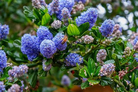 How To Grow California Lilac From Cuttings Or From Seed