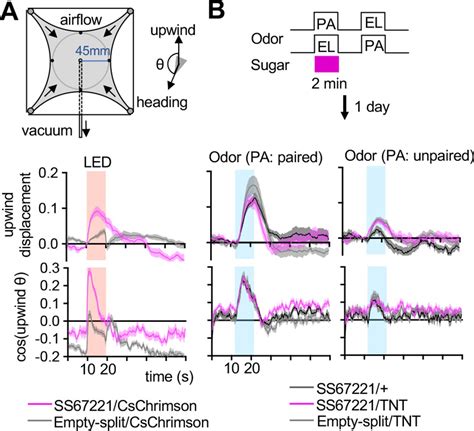 Figures And Data In Hierarchical Architecture Of Dopaminergic Circuits Enables Second Order