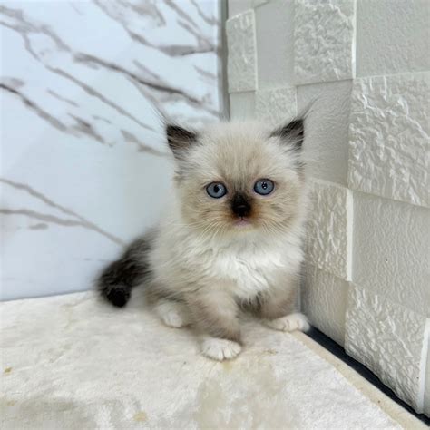 스노우슈분양 랙돌분양 브리티쉬분양 고양이분양 고양이책임분양 고양이무료분양 광주고양이분양 울산고양이분양 여수고양이분양 대전고양이분양 대구고양이분양 하남고양이분양 목동고양이분양