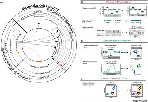 Into The Multiverse Advances In Single Cell Multiomic Profiling