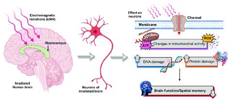 Representation Of Microwave Radiation Effects On The Brain Microwave