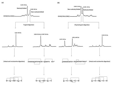 Disulfide Mapping Of Non Natively Folded Peptides Using Proteolysis
