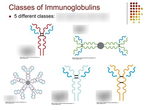 5 Classes Of Immunoglobulins Diagram Quizlet