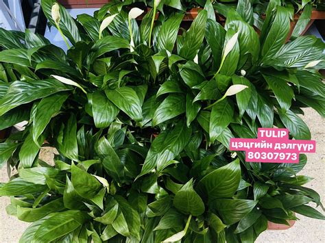 Tulip Tulip цэцгийн дэлгүүр таримал болон хиймэл цэцэг