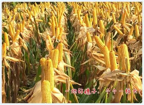 河北科腾生物科技有限公司