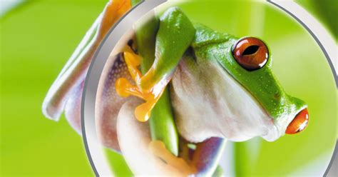 Календарно тематичне планування з біології 7 клас НУШ Балан 70год рік КТП Біологія